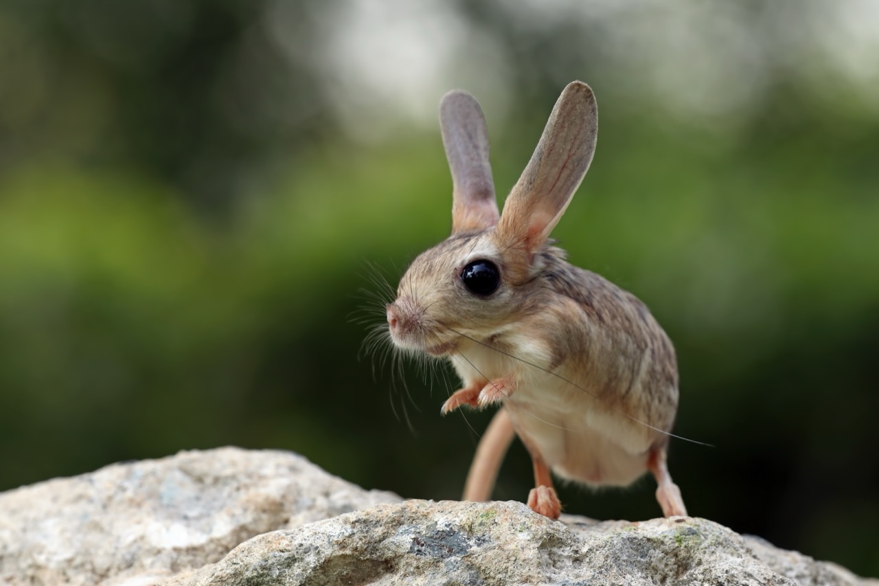 The Enigmatic World of the Philippine Tarsier – Your Animal Friend